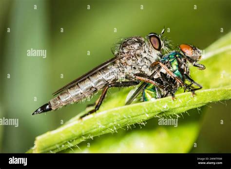 Common Robber Fly Tolmerus Atricapillus Machimus Atricapillus