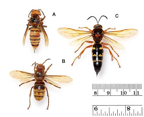 Are Giant European Hornets Often Mistaken For Murder Hornets Becoming