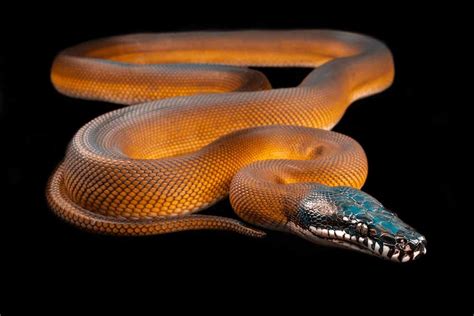 Meet The Rainbow Serpent The White Lipped Python
