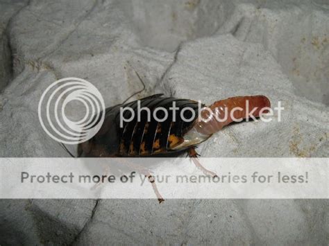 Dubia Roaches Egg Sack At Robert Gump Blog