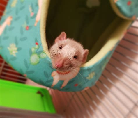 Hes The Cutest Scrolller