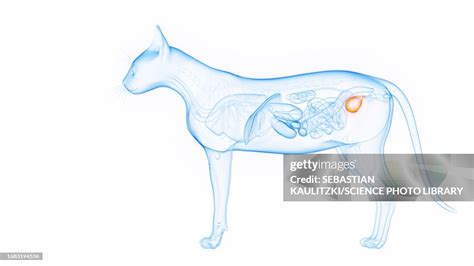 Cats Urinary Bladder Illustration High Res Vector Graphic Getty Images