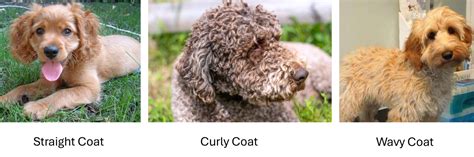 How To Groom My Cockapoo My Best Friend