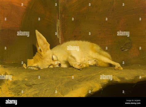 Fennec Fox Is Sleeping Is A Small Fox That Is Tricky At Night Found In