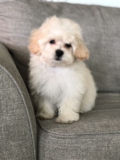 33 Cockapoo Puppies Dogs For Sale In Apopka Florida 650 2000