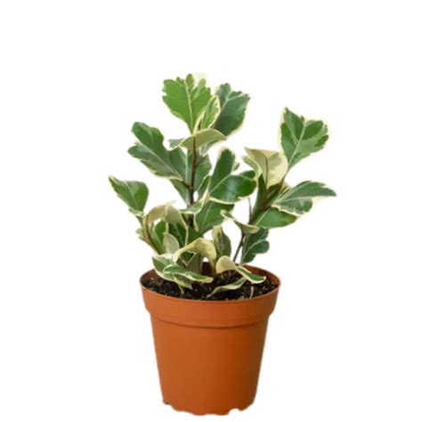 Variegated Triangularis Ficus