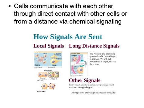 Cell Communication Multicellular Organisms Signal Transduction Pathways