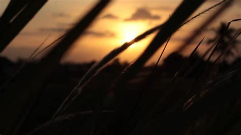 Golden Sunset Behind Silhouetted Grass Blades Tranquil Nature Scene