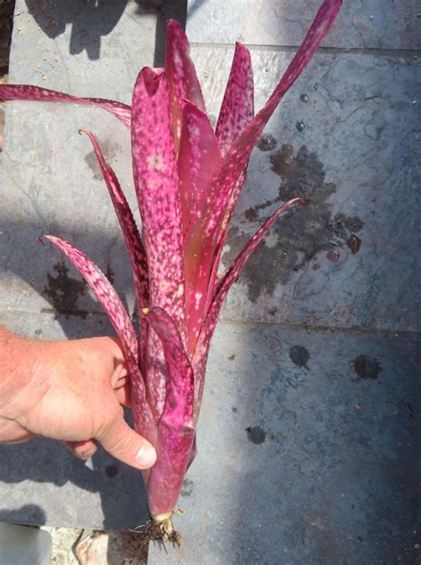 Billbergia Teng Ee Andys Bromeliads