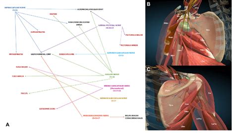 A The Shoulder Complex Innervation B Anterior Aspect Of The Shoulder