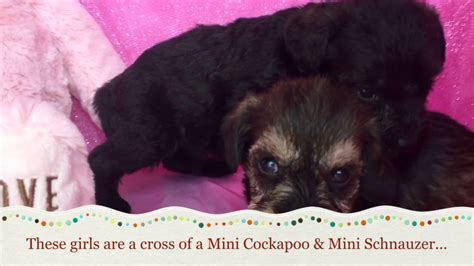 Sweet Cocker Schnoodle Puppies For Sale In Va Youtube