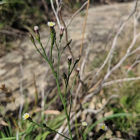 Annual Saltmarsh Aster Or Aster Weed Symphyotrichum Subulatum Weeds