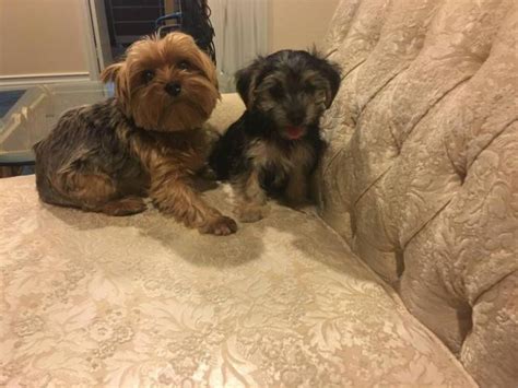 Female Yorkie Poo Puppies South El Monte Puppies For Sale Near Me