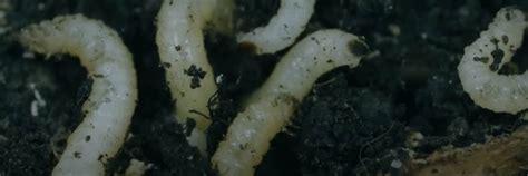 The Terror Is Hatching Bayer Unveils Upcoming “rootworm Week” Bayer
