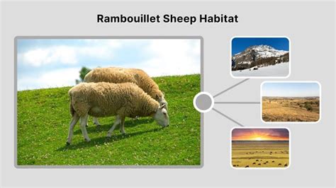 Rambouillet Sheep Characteristics Habitat Diet Facts And Farming