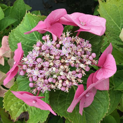 Hydrangea Serrata Blue Bird Houtmeyers Plantencentrum En
