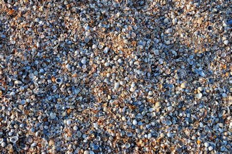 Small Shells Stock Image Image Of Nautilus Pearl Light 43904987