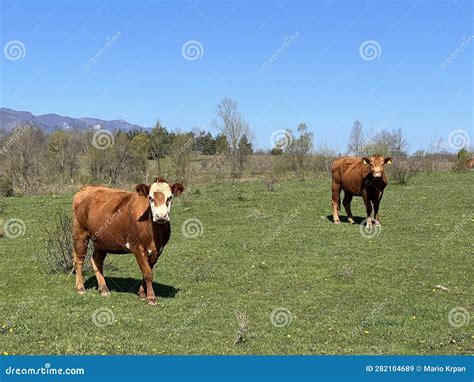 Lika Cattle Breed Of Lika Busa On Fertile Pastures At The Foot Of