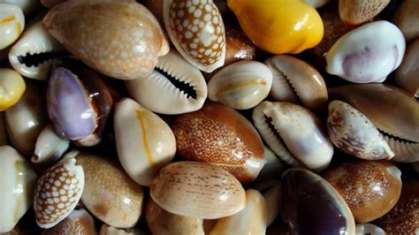 The Meaning And Use Of Cowrie Shells Passport Ocean
