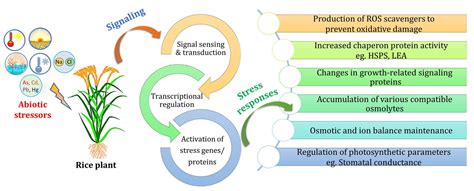 Abiotic Stress In Rice Visiting The Physiological Response And Its