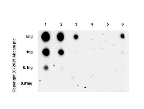 Anti Hla Class 1 Abcg Antibody Epr29051 62 Ab323616 Abcam中文官网