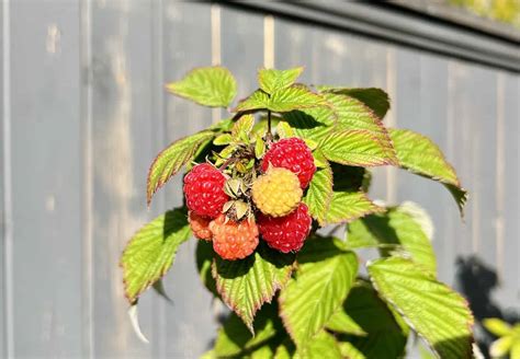 How To Grow Raspberries