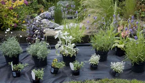 Plastic Grow Pots Arthimoth Plastic Grow Pots Arthimoth