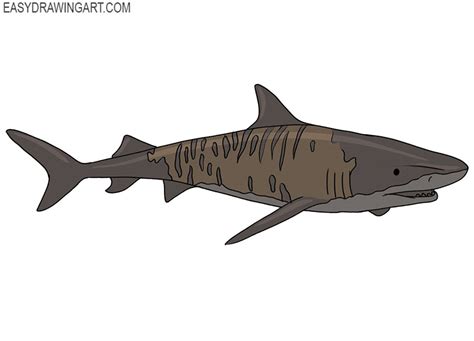 How To Draw A Tiger Shark Easy Step By Step Tutorial
