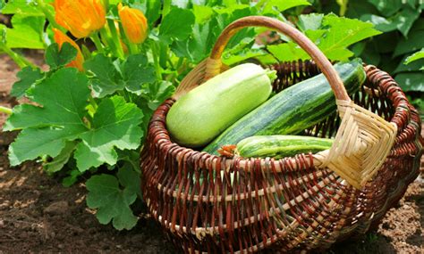 Quels Légumes Sassocient Bien Avec Les Courgettes Dans Le Potager