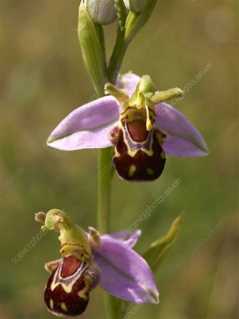 Bee Orchid Ophrys Apifera Stock Image C0044983 Science Photo