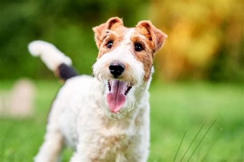 27 Small Terrier Breeds Photos Info And More