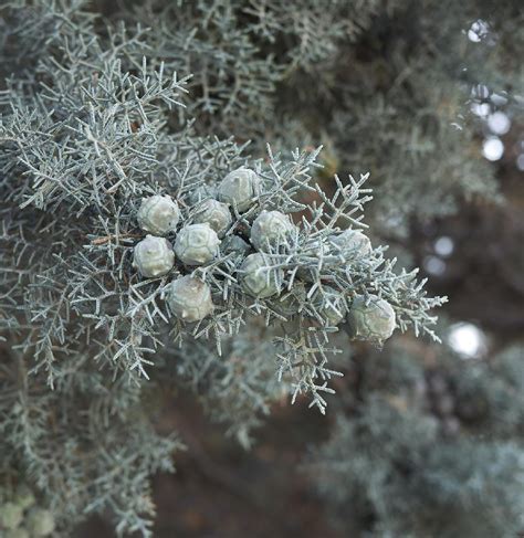 Cupressus Arizonica Picturethis