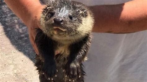 Yalovada Su Samuru Görüldü