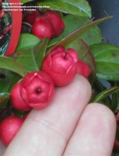 Plantfiles Pictures Gaultheria Species American Wintergreen Boxberry