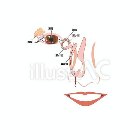 涙の流れるしくみ 涙の構造イラスト No 1887464／無料イラストフリー素材なら「イラストac」