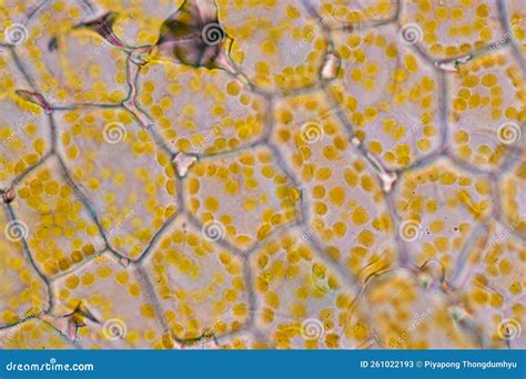 Cell Structure Flower View Of Chromoplast Showing In Plant Cells Under The Microscope Stock