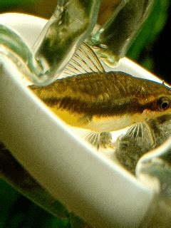 Ruptured Oto Diseases Care