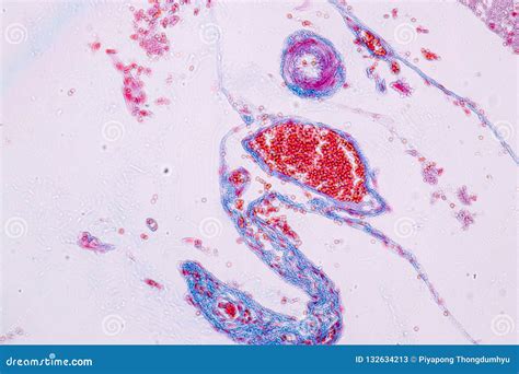 Cross Section Of The Cerebellum And Nerve Human Under The Microscope