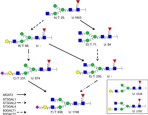 Figure 1 From Comprehensive Analysis Of The N Glycan Biosynthetic