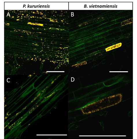 Figure 2 From Monitoring Of Rice Transcriptional Responses To