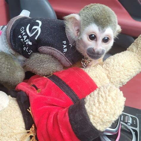 Squirrel Monkey Pet