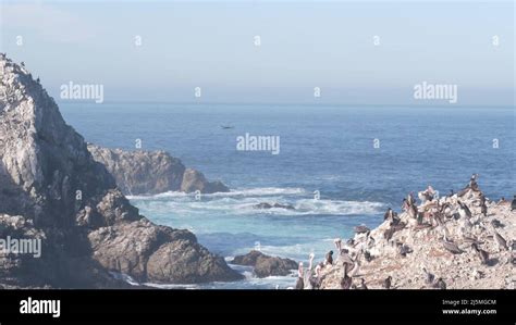 Flock Of Brown Pelicans On Cliff Rocky Island In Ocean Point Lobos