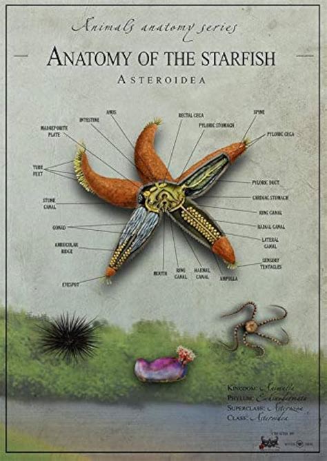 Anatomy Of Sea Star