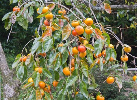 The Wild Persimmon Tree Minneopa Orchards