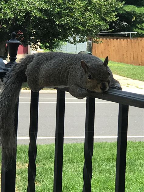 A Squirrel Just Chillin On A Railing Rpics