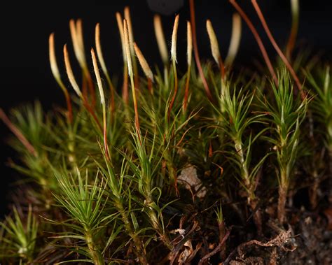 Polytrichum Ohioense