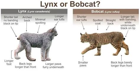 Lynx Vs Bobcat 15 Differences Explained