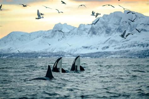 From Tromsø Skjervoy Whale Watching Rib Boat Tour
