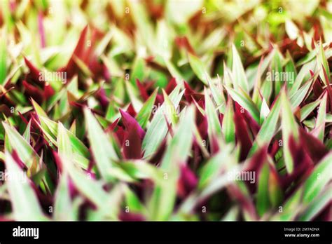 Green Purple Grass Blades Texture Blurred Background Close Up