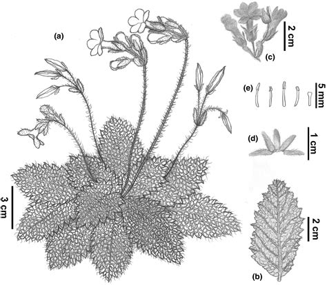 Species New To Science [botany • 2023] Oreocharis Oriolus